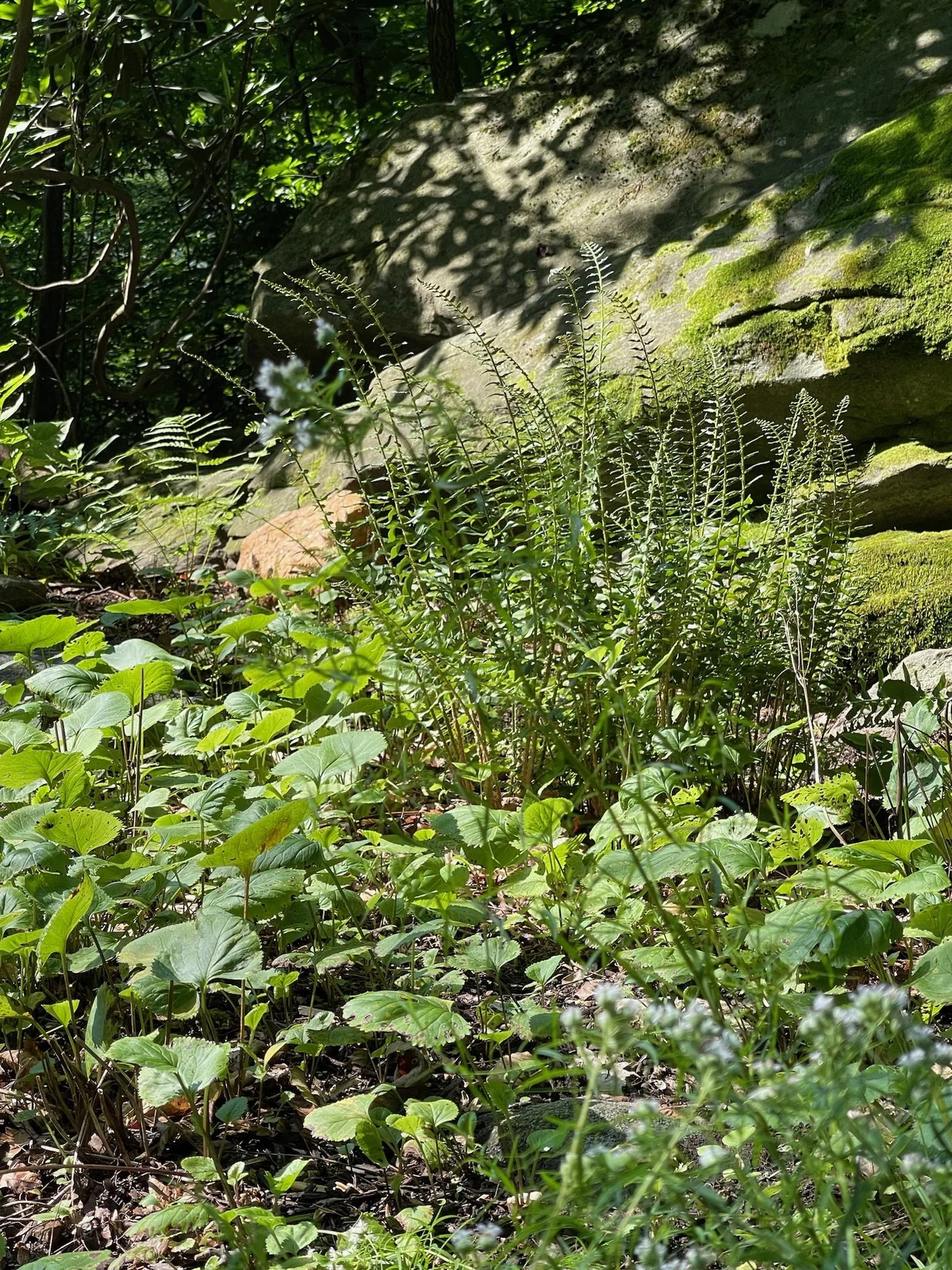 Native Roots Conservation Landscaping