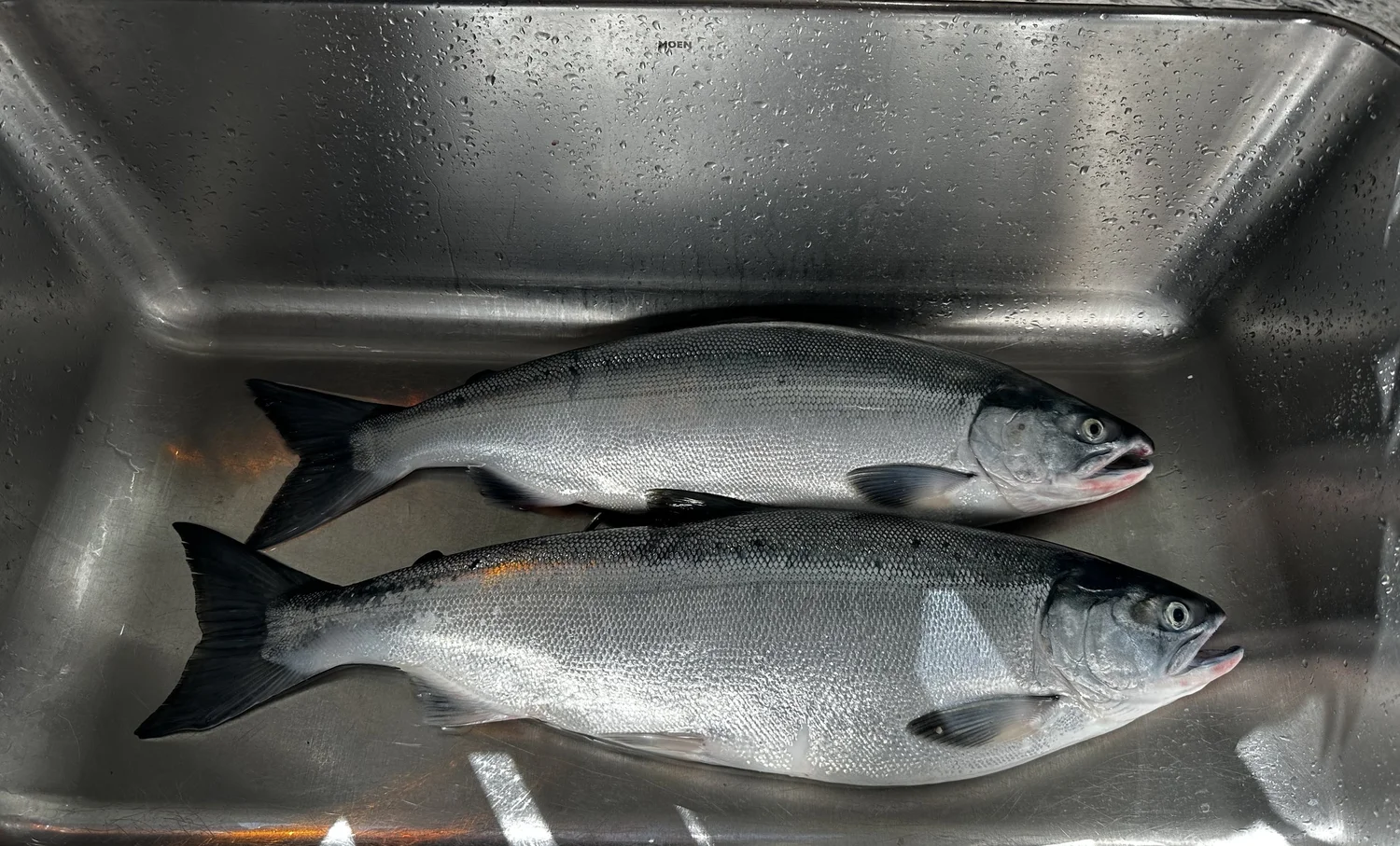 Shop — Wild Kodiak Seafoods
