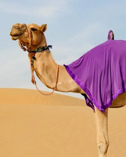 Traditional Services — Floganza Dubai