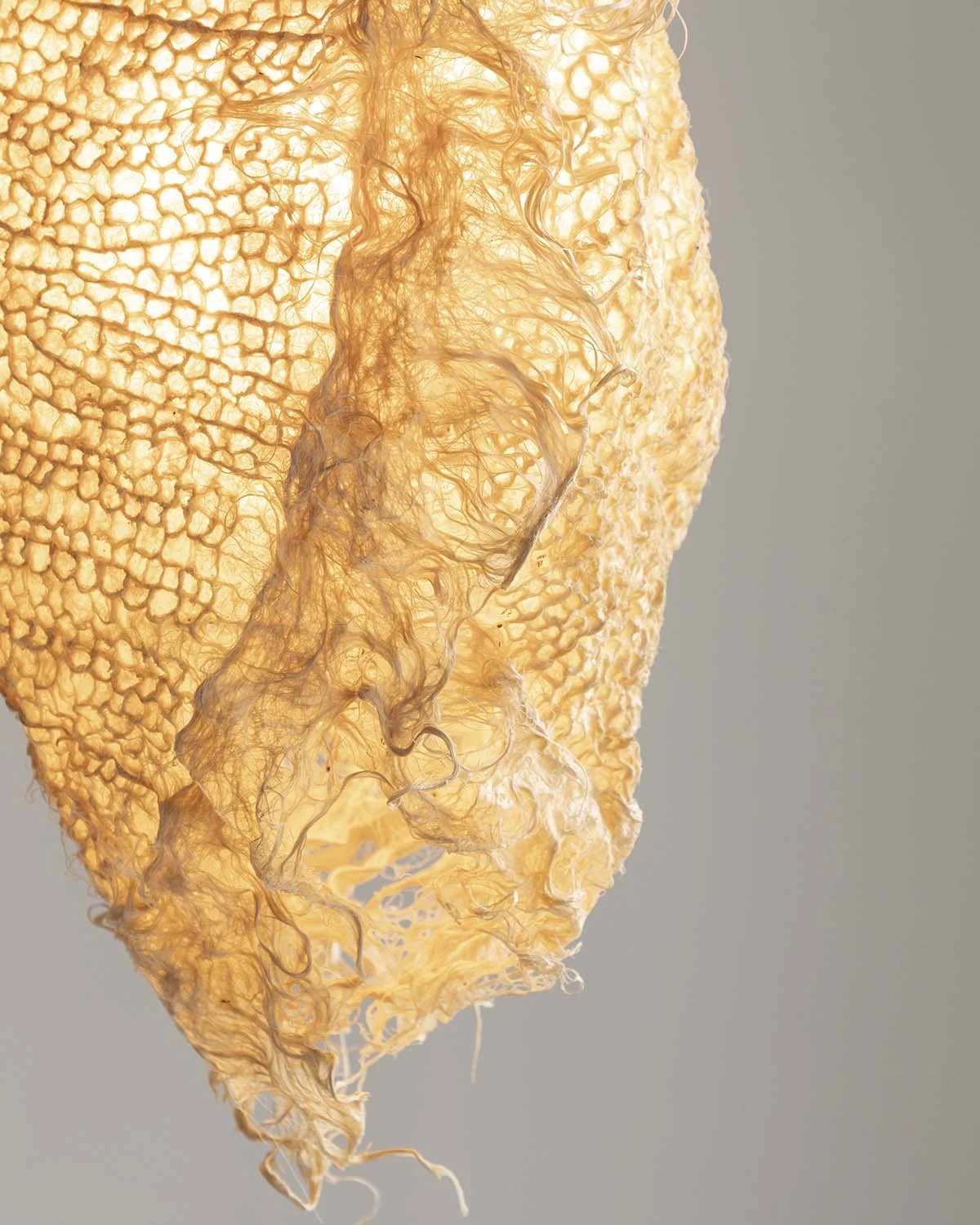 Contemporary craft and unique bio designed art works, grown from root ...