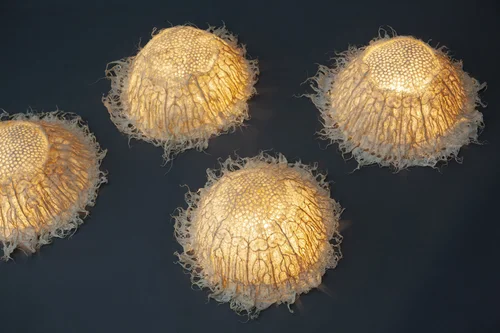 Biophilic Lamps, grown and crafted from root — Rootfull
