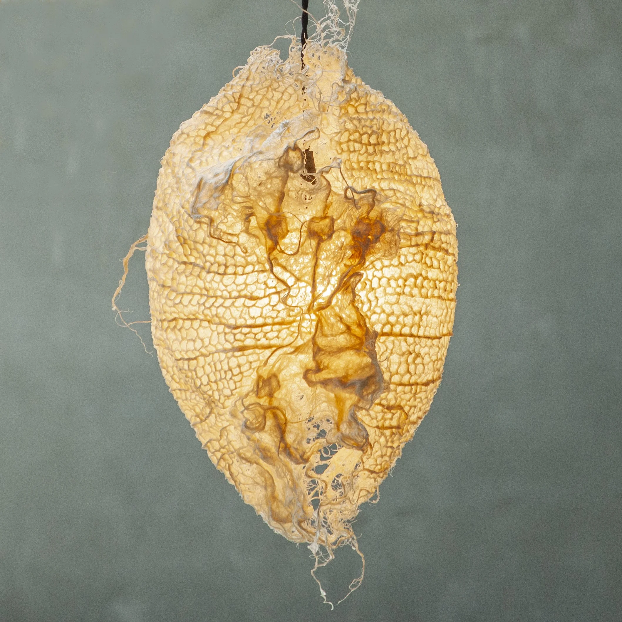 Contemporary bio-design and unique pieces crafted from root — Rootfull