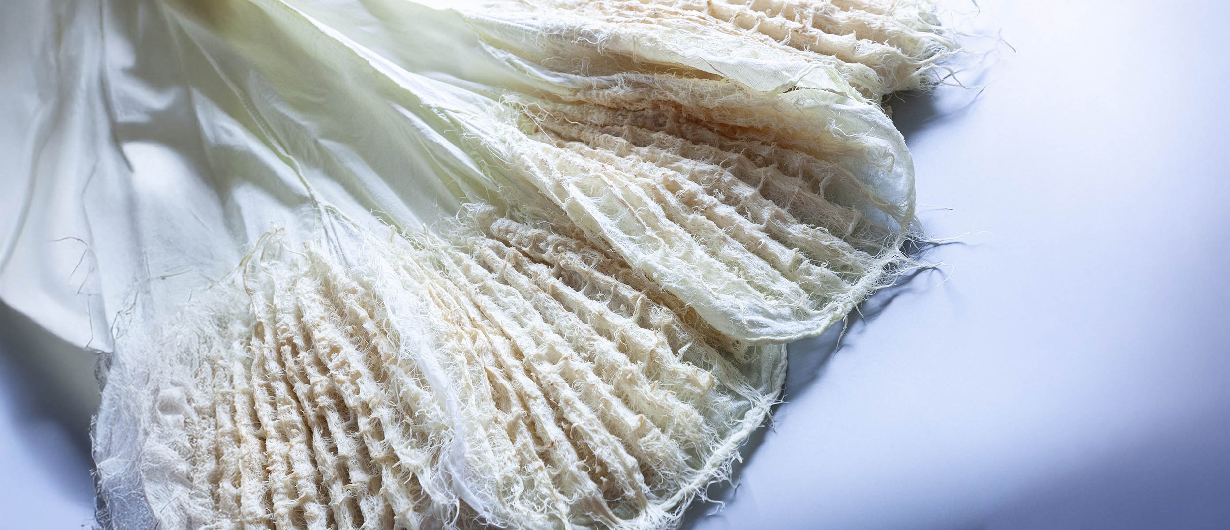 Rootfull is a creative studio that crafts plant root, as it grows.