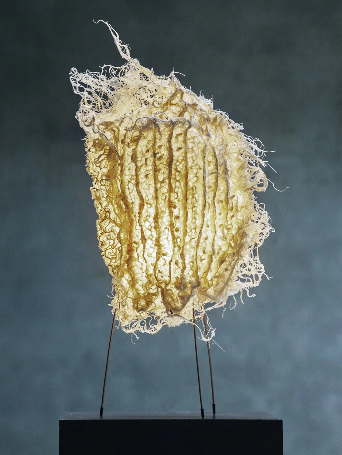 Rootfull - grown from root, bio-designing circular fashion and interior ...