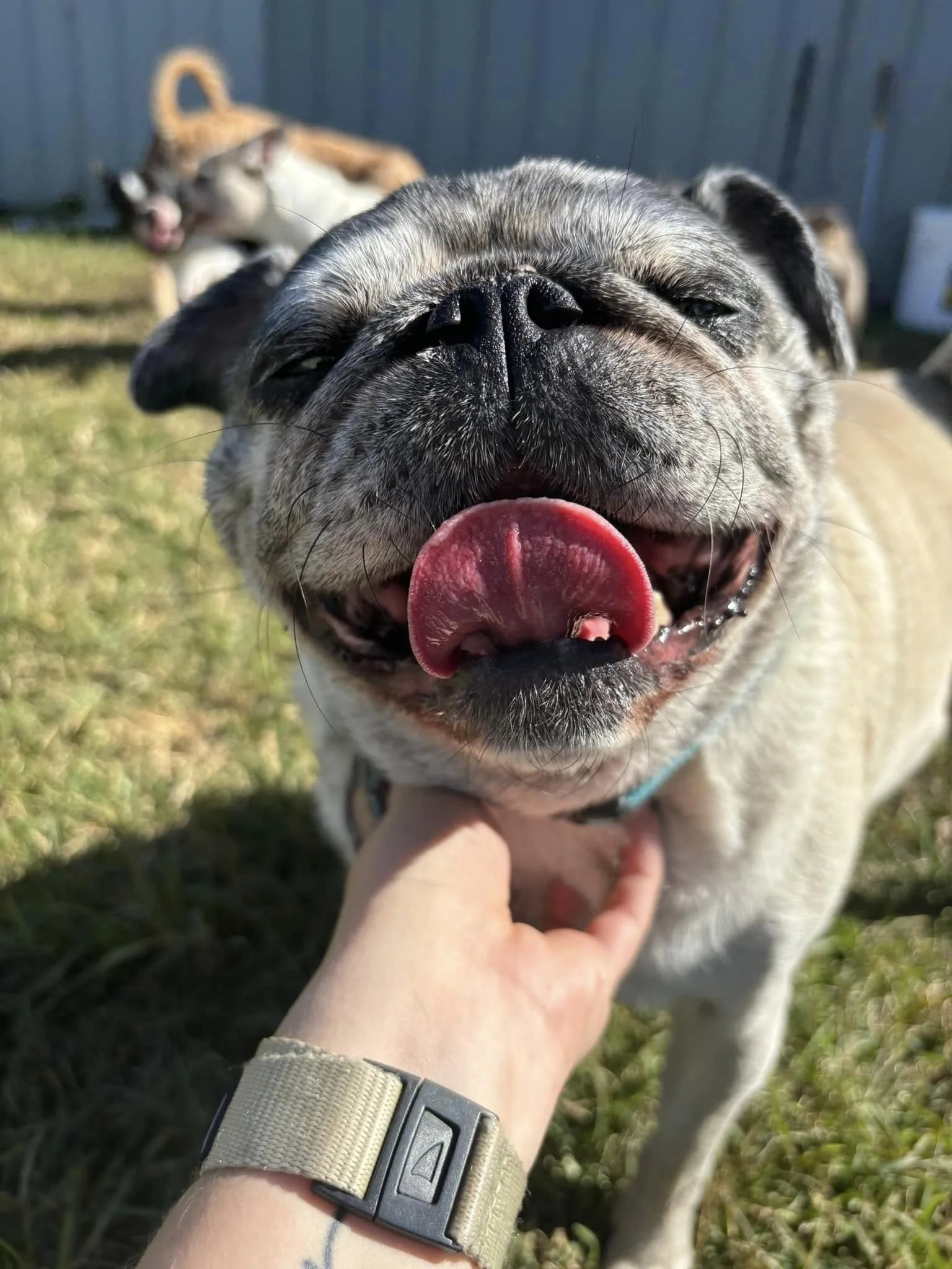 wingmont kennels