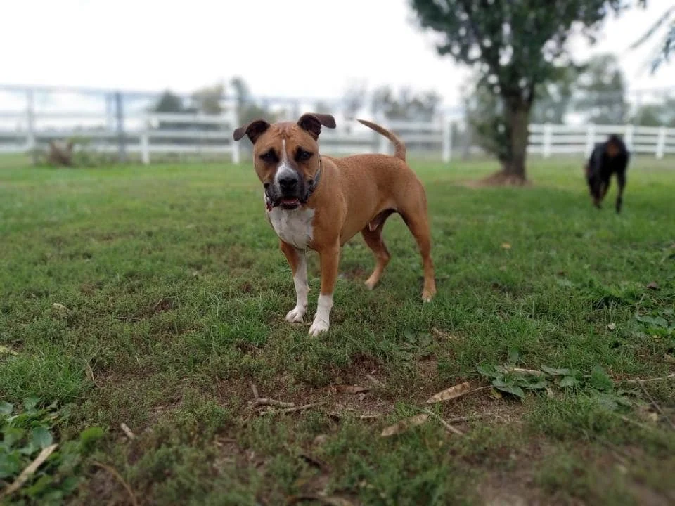 wingmont kennels