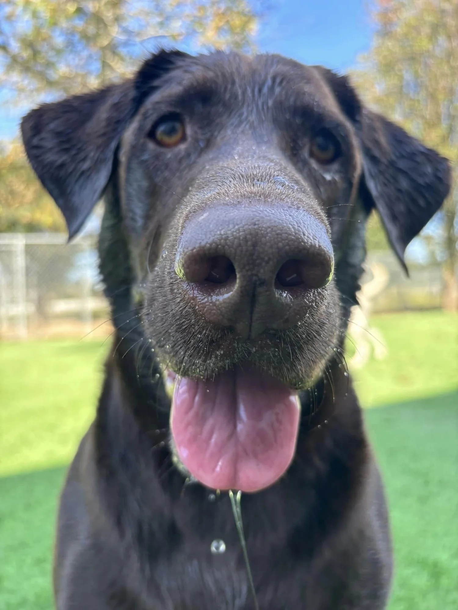 wingmont kennels