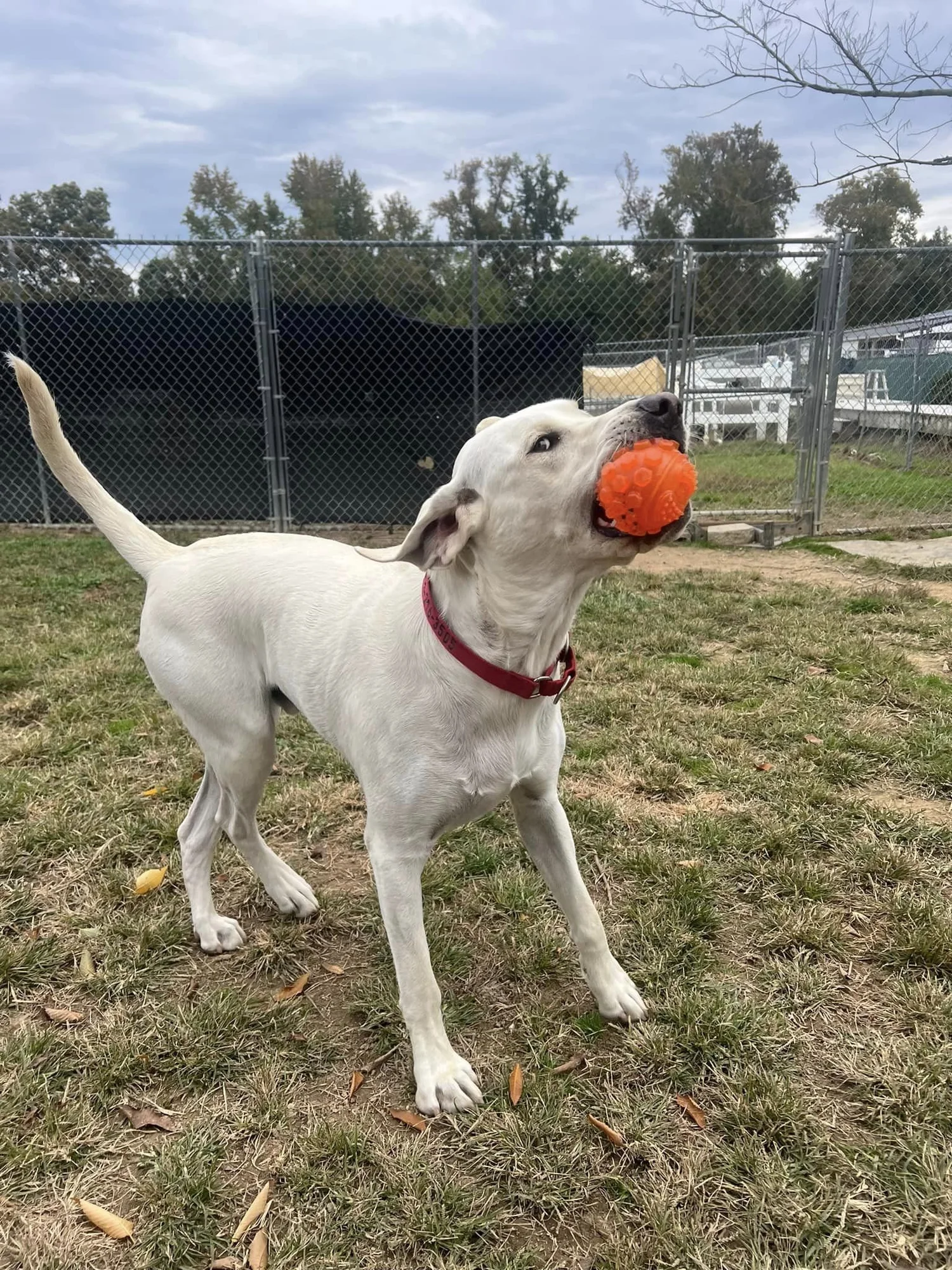 wingmont kennels