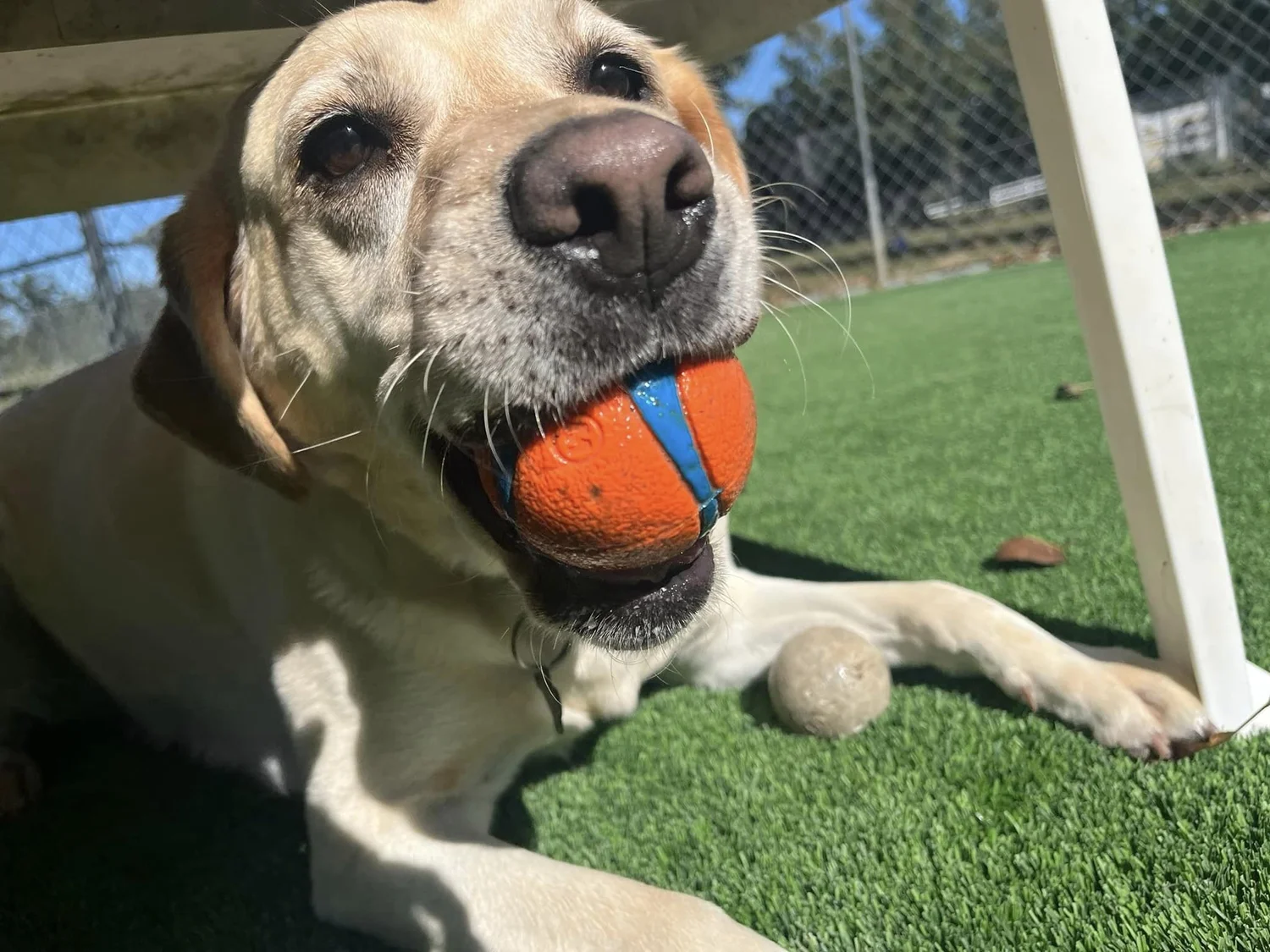 wingmont kennels