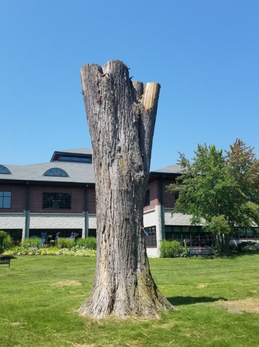 History Tree Project — Northville Tree Champions