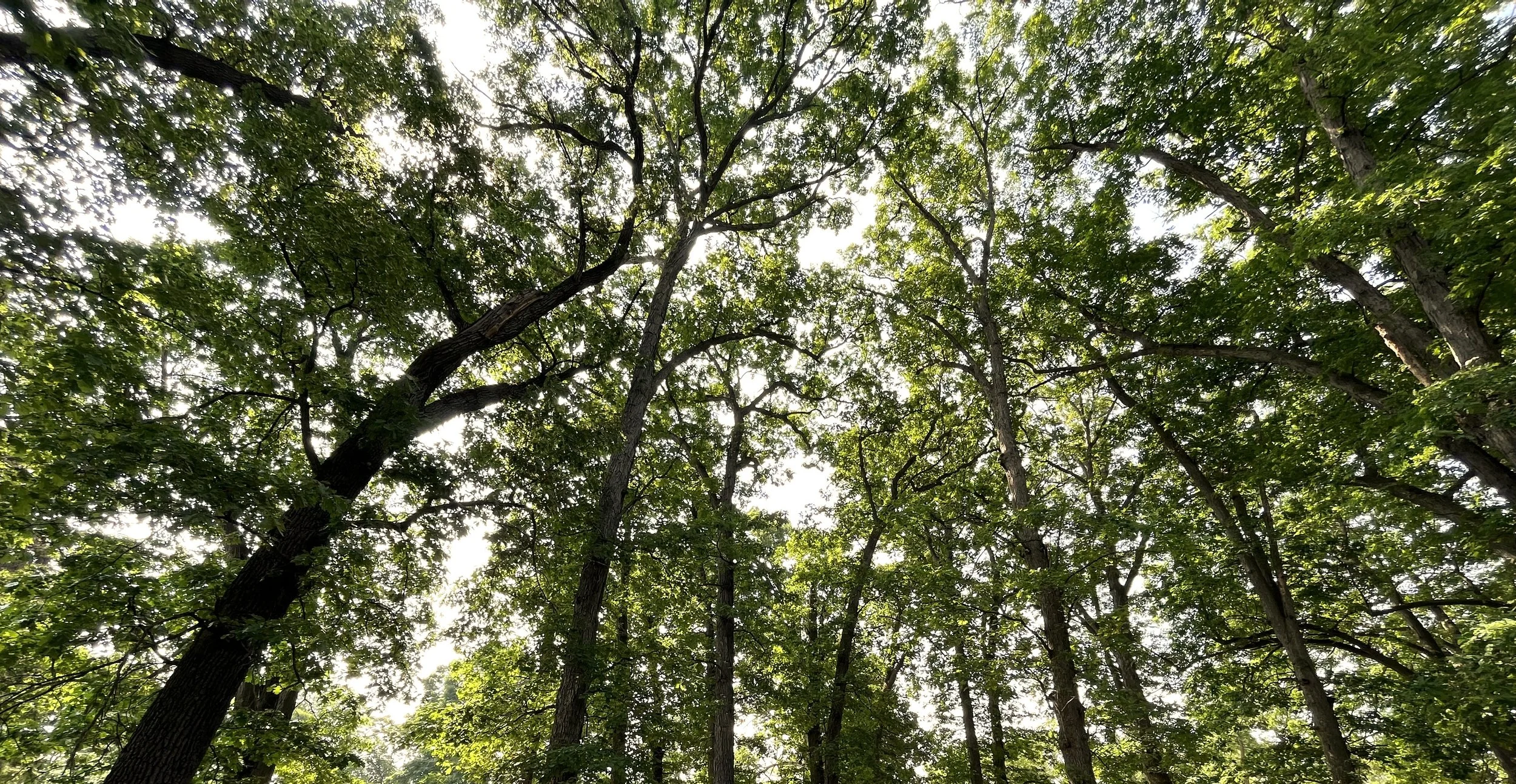 Northville Tree Champions