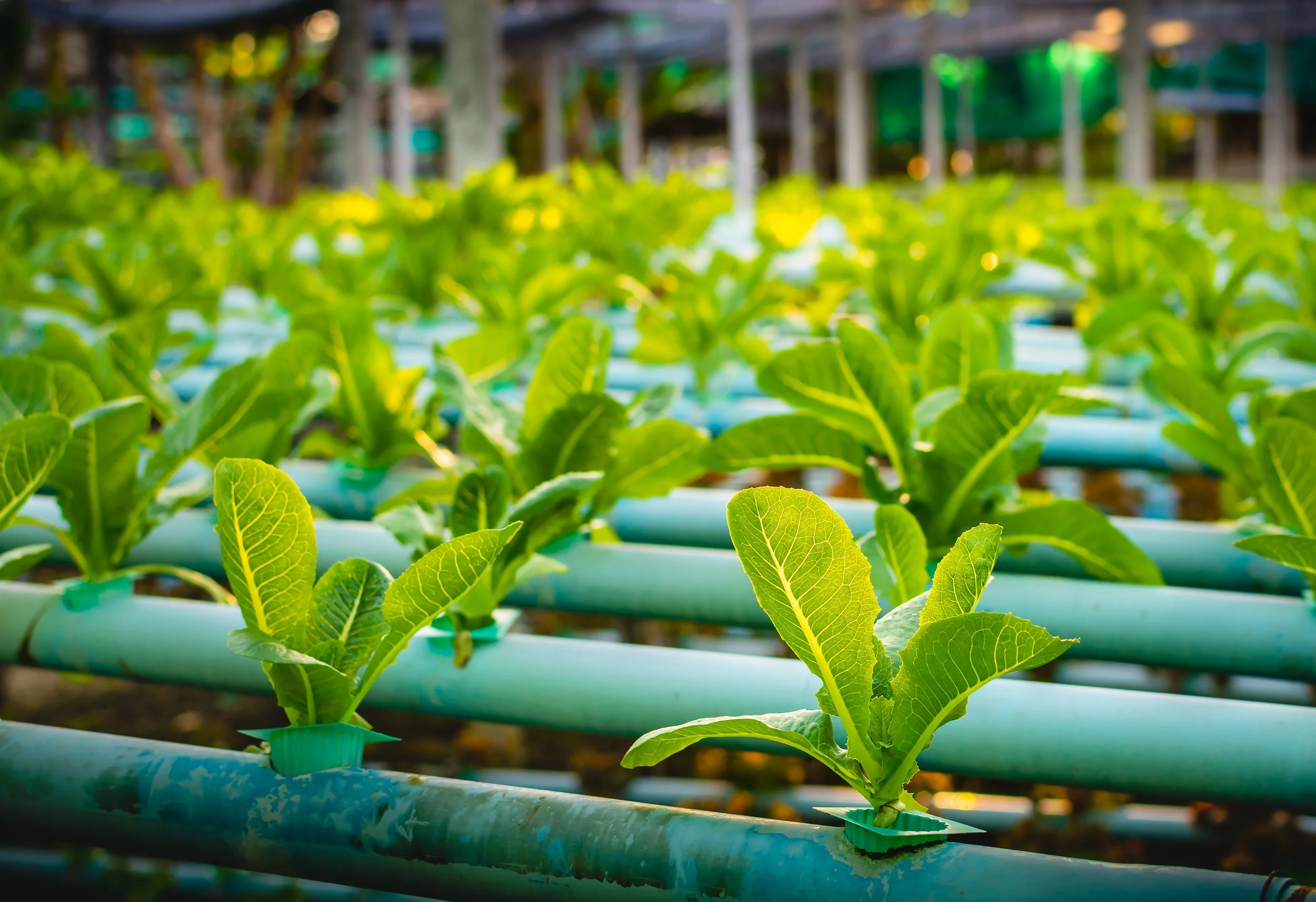Medatron Connecticut Hydroponic Grow Systems