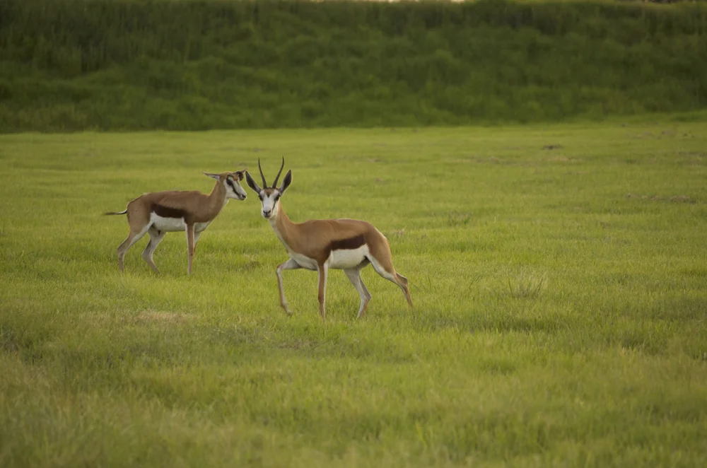Springbok Hideaway Lodge