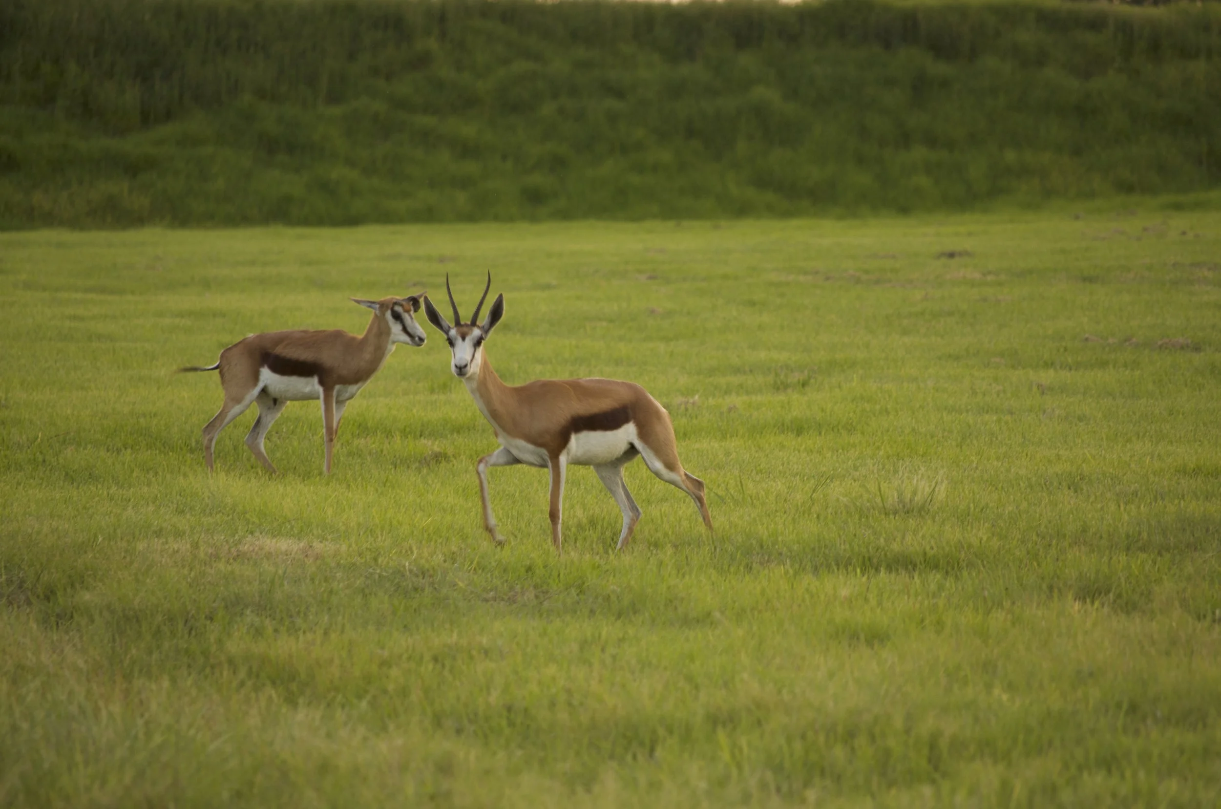 Springbok Hideaway Lodge
