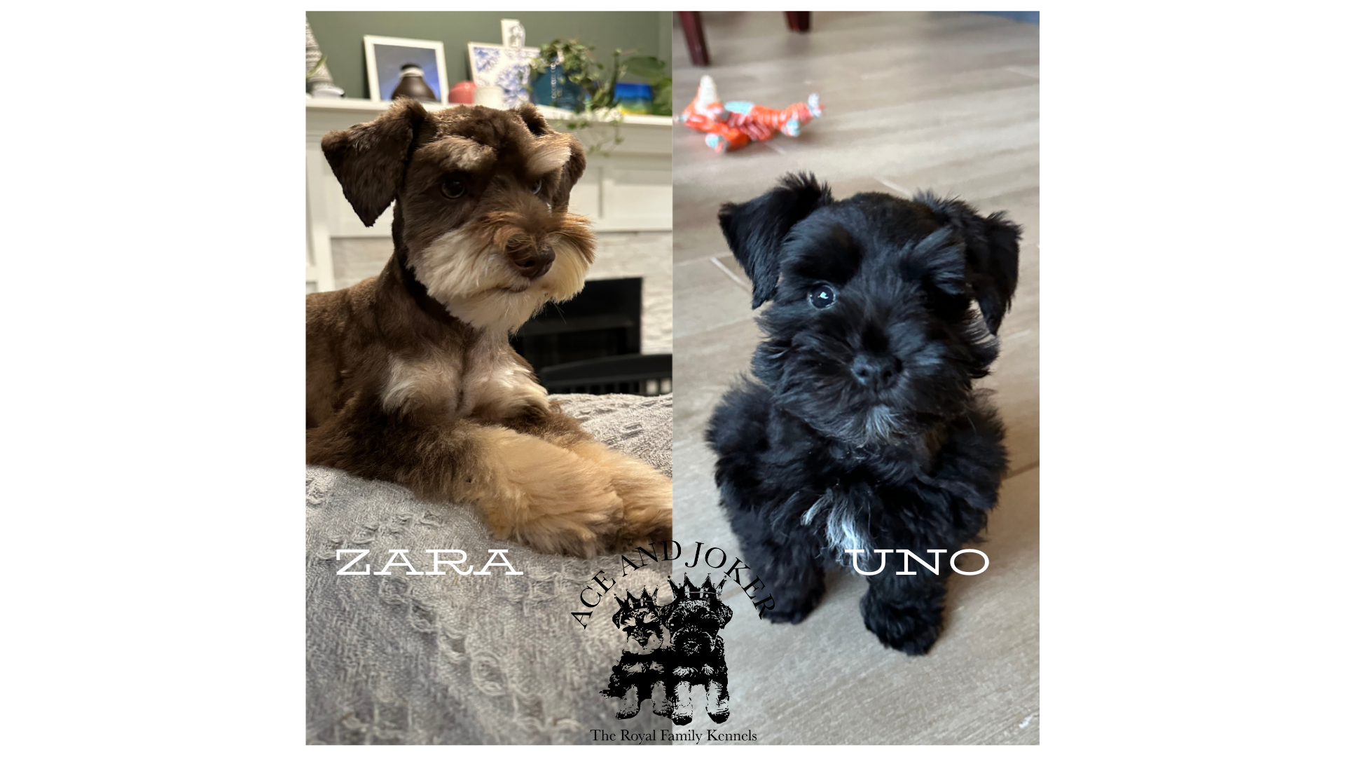 Welcome to The Royal Family Kennels: Premier Miniature Schnauzer ...