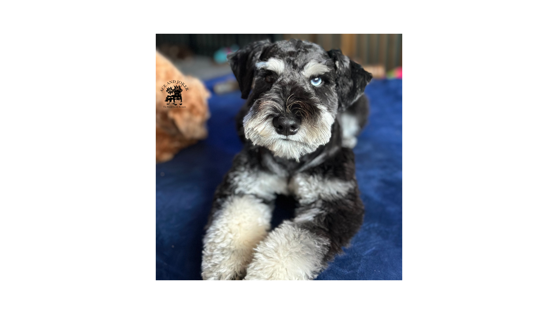Welcome to The Royal Family Kennels: Premier Miniature Schnauzer ...