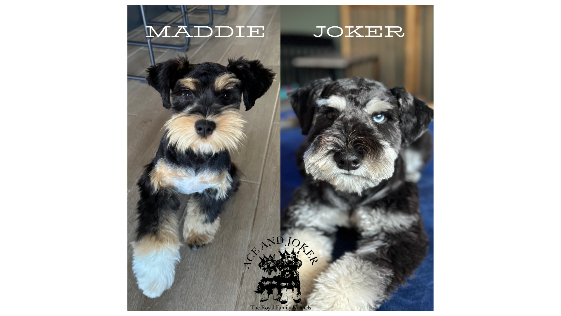 Welcome to The Royal Family Kennels: Premier Miniature Schnauzer ...