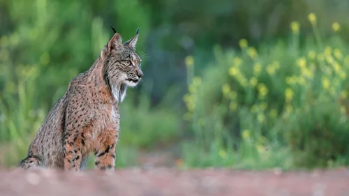 Iberian Lynx Photography Tour in Spain | Warbler Tours