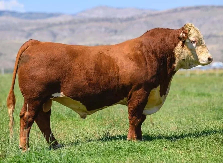 Herd Sires — McClun's Lazy J M Ranch
