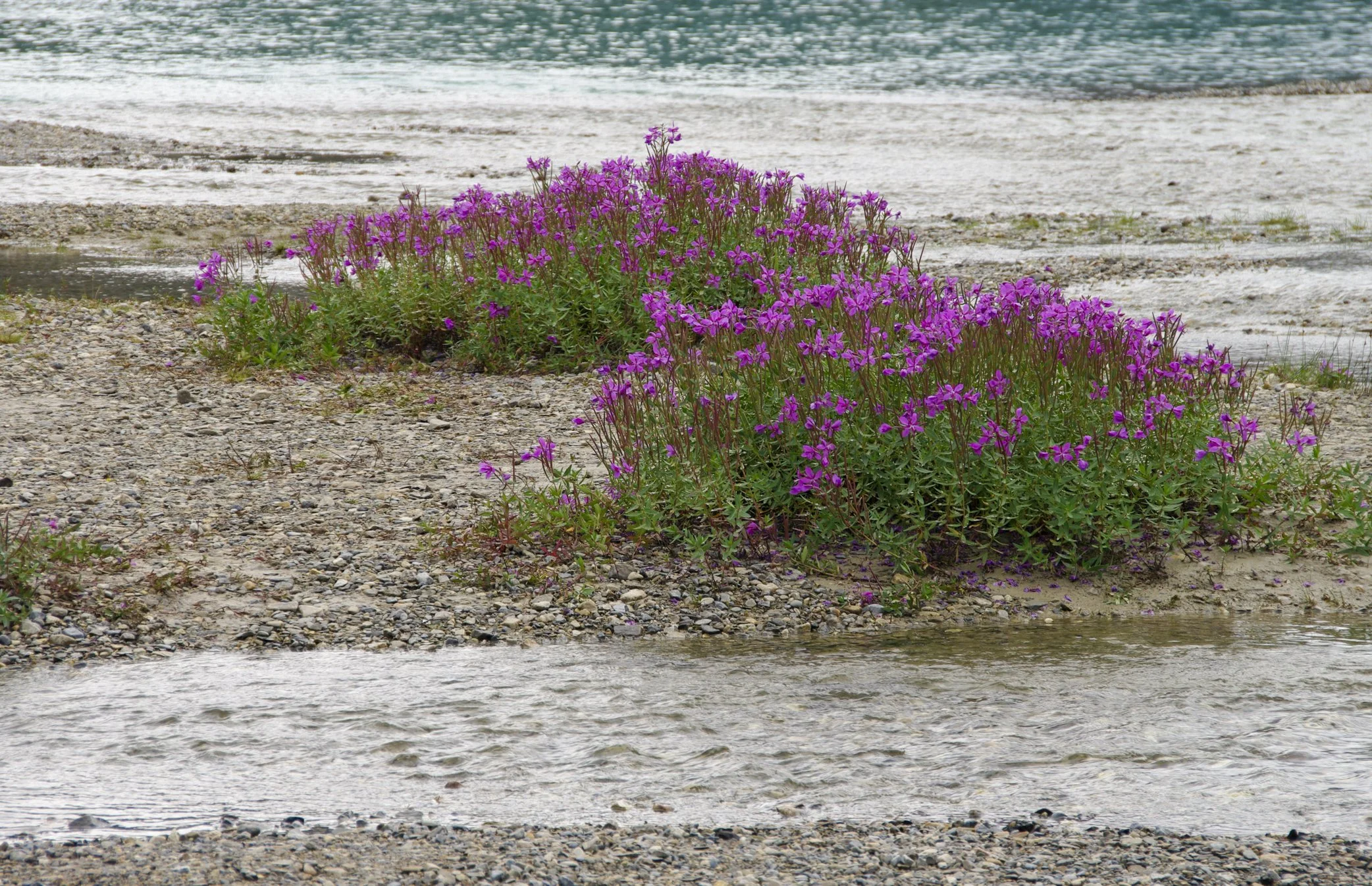 What is juxtaposition in photography — Angie Patterson Photography