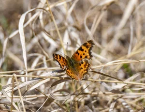 What is juxtaposition in photography — Angie Patterson Photography