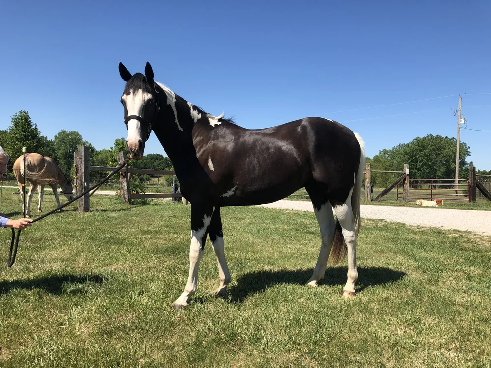 Gallery 3 — FoxEye Ranch