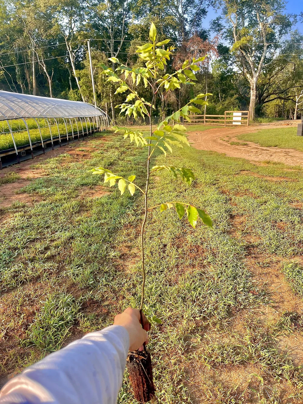 Tree Seedlings Offerings — Habitat Select Nursery