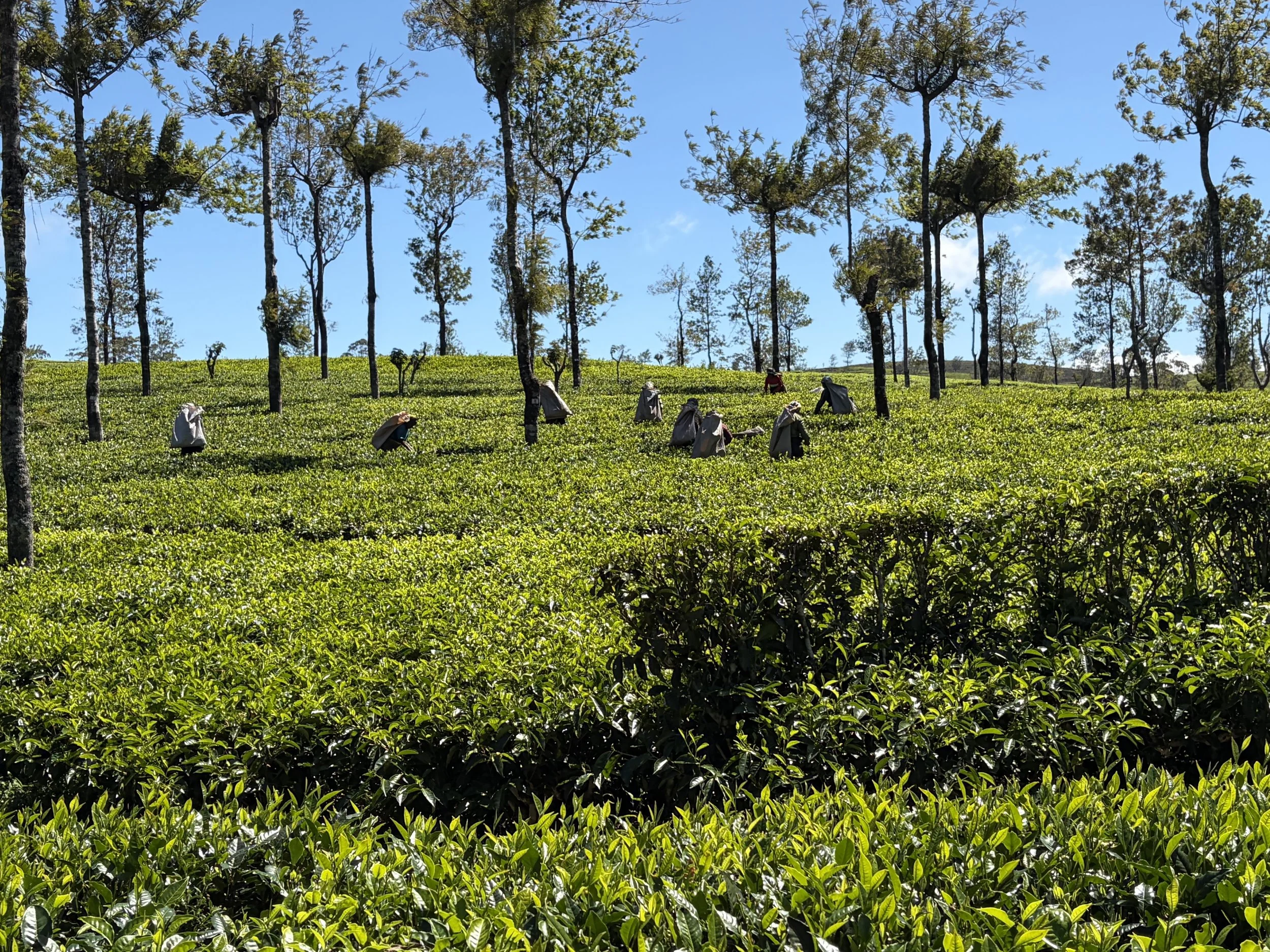 Year 3 -26 January 2026 – Central Highlands -Ella -Sri Lanka ...