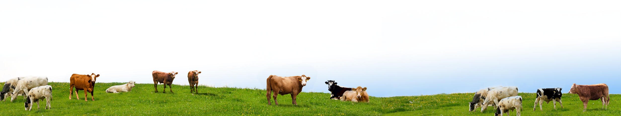 Abattoir Directory — MLC