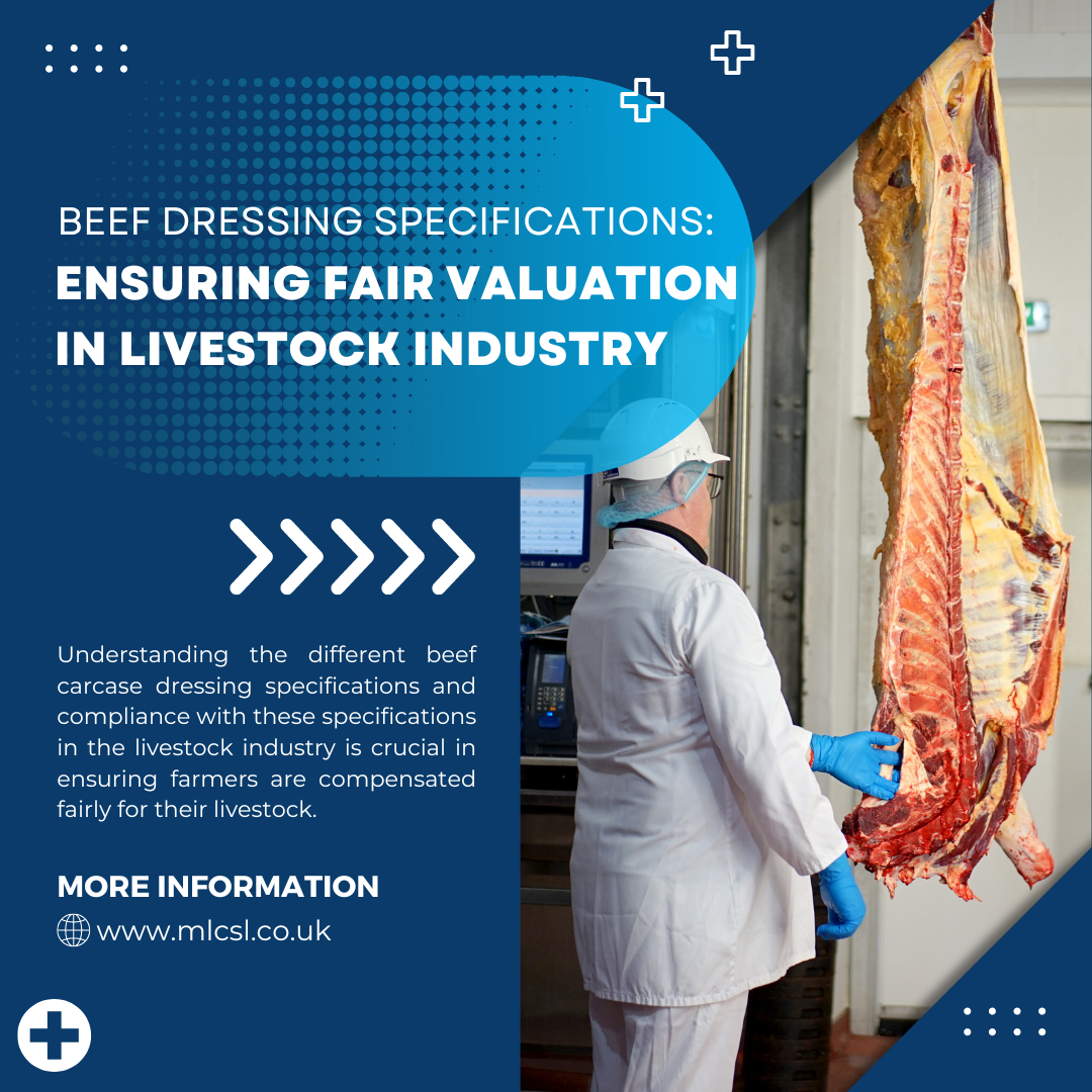 Beef Dressing Specifications: Ensuring Fair Valuation in Livestock Industry — MLC