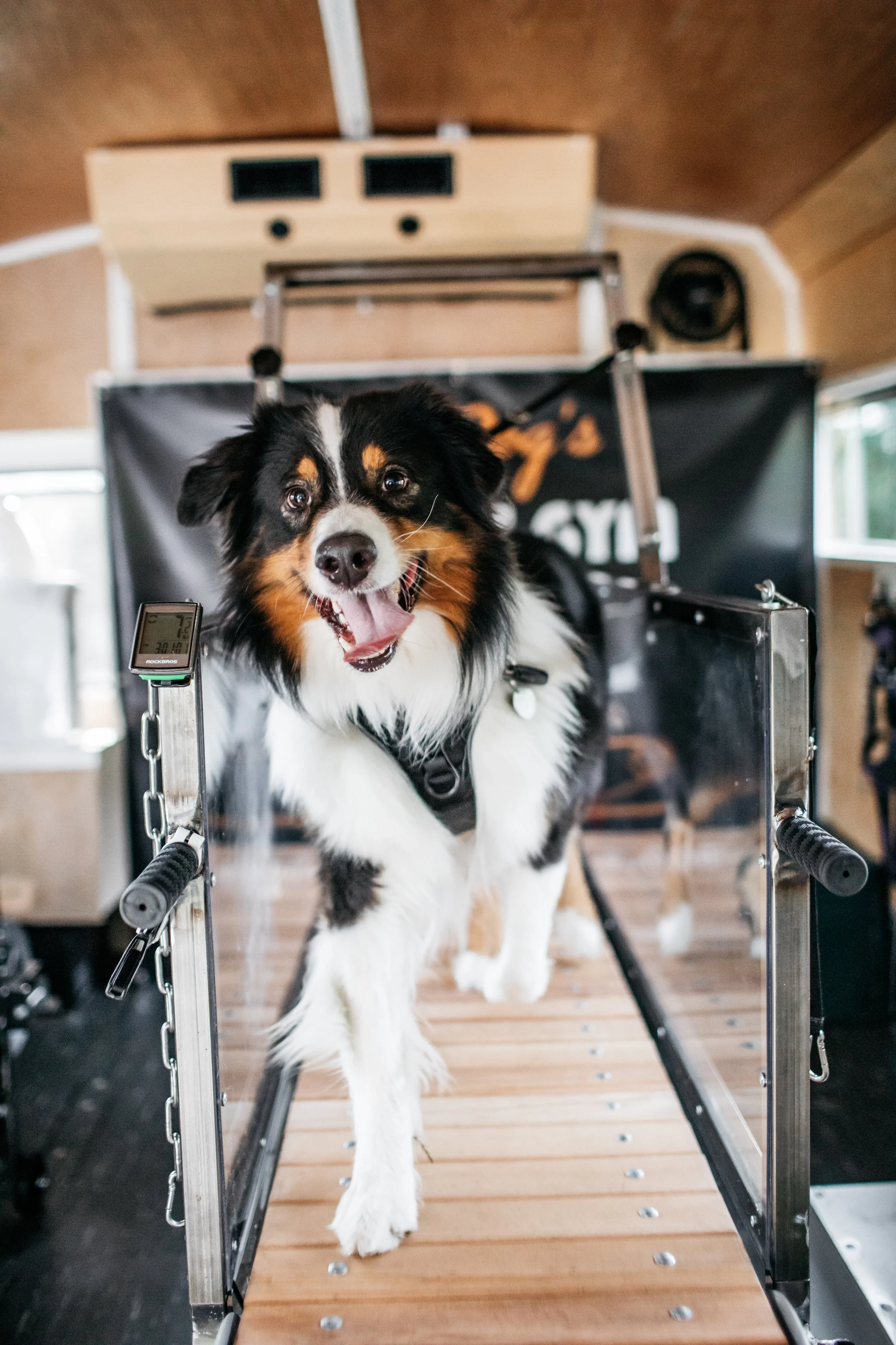 My Dog’s Mobile Gym