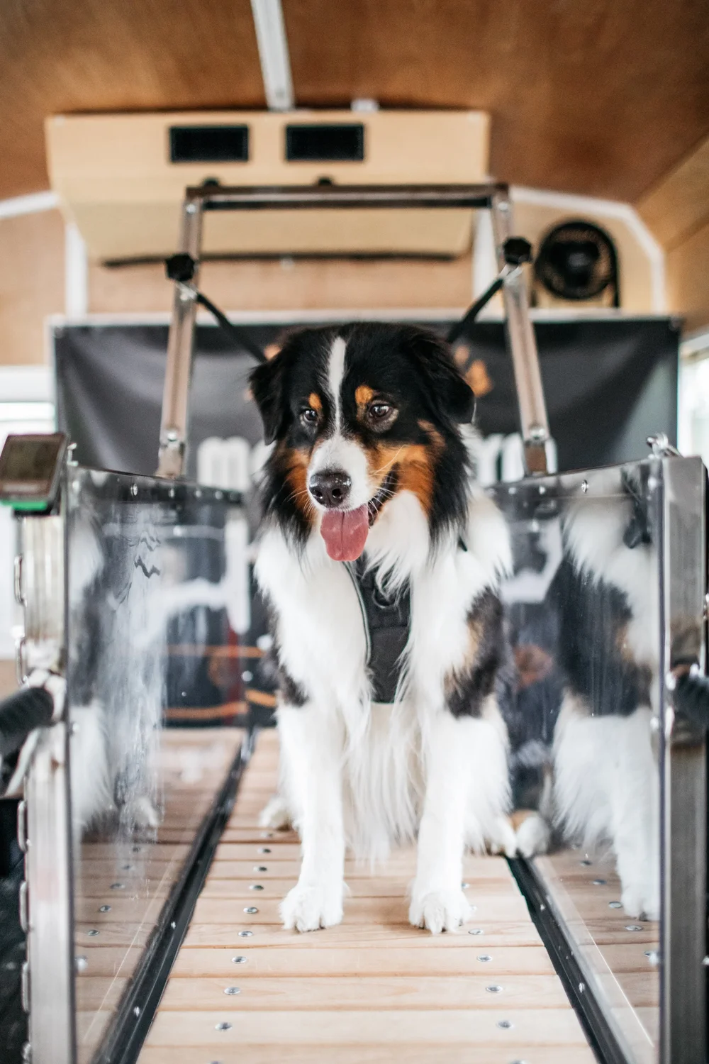 My Dog’s Mobile Gym