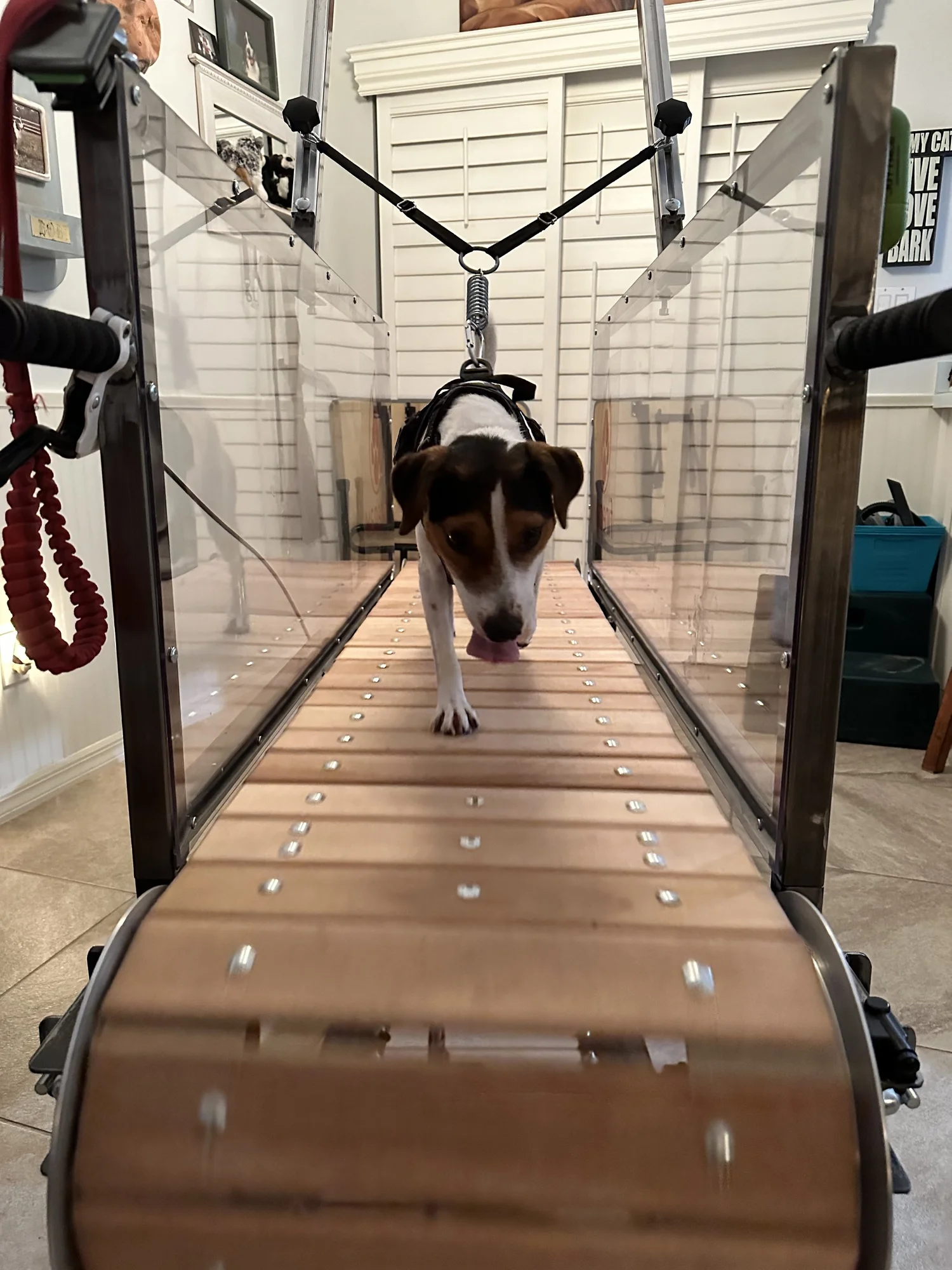 My Dog’s Mobile Gym