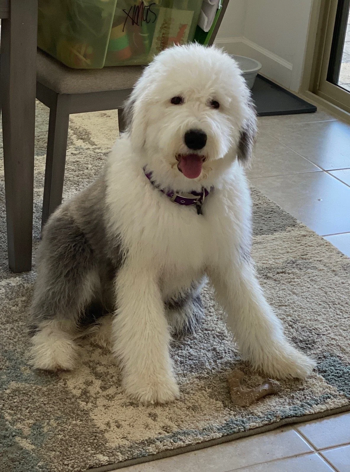 Find English Cream Goldendoodle Puppies in California for Adoption