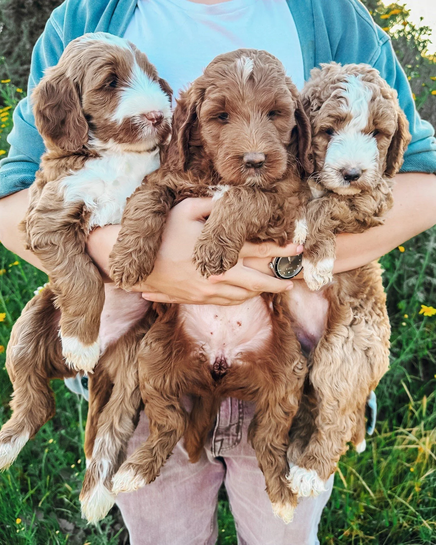 The Importance of Early Socialization: A Breeder's Perspective — Windsong Doodles