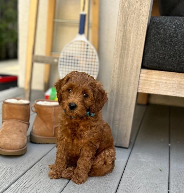 Available Doodle Puppies Southern California - Windsong Doodles