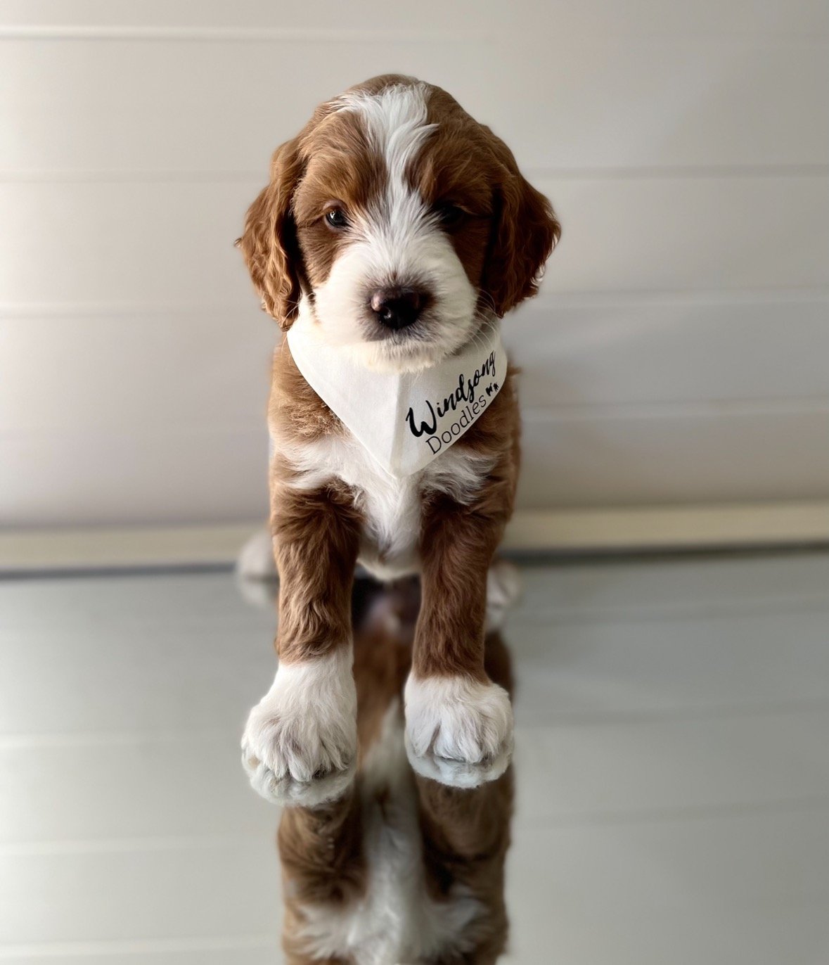 Discover Adorable Micro Mini Goldendoodle Puppies for Sale Today