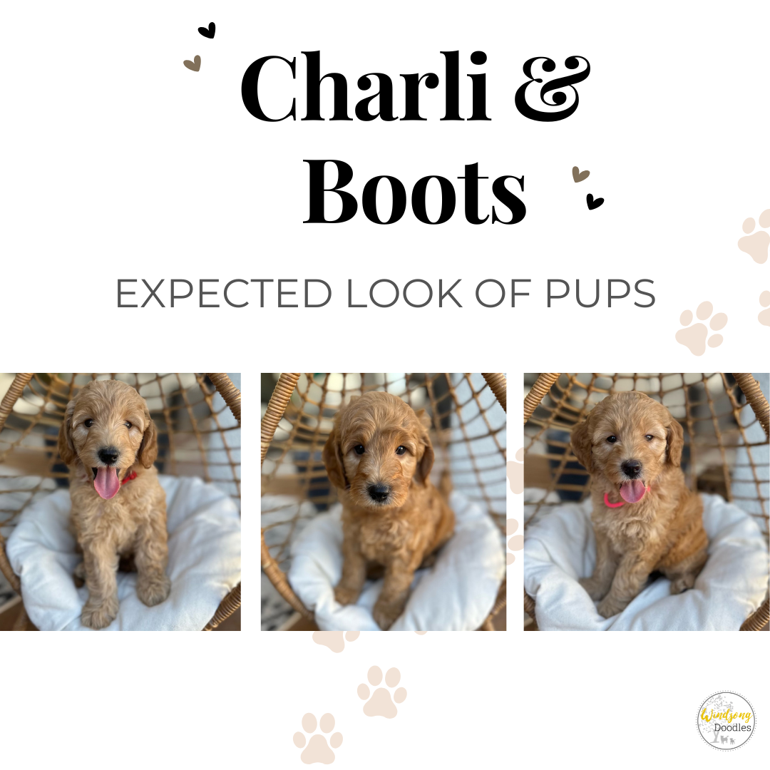 Quality Teddy Bear English Goldendoodle Puppies for Sale: Reserve Today