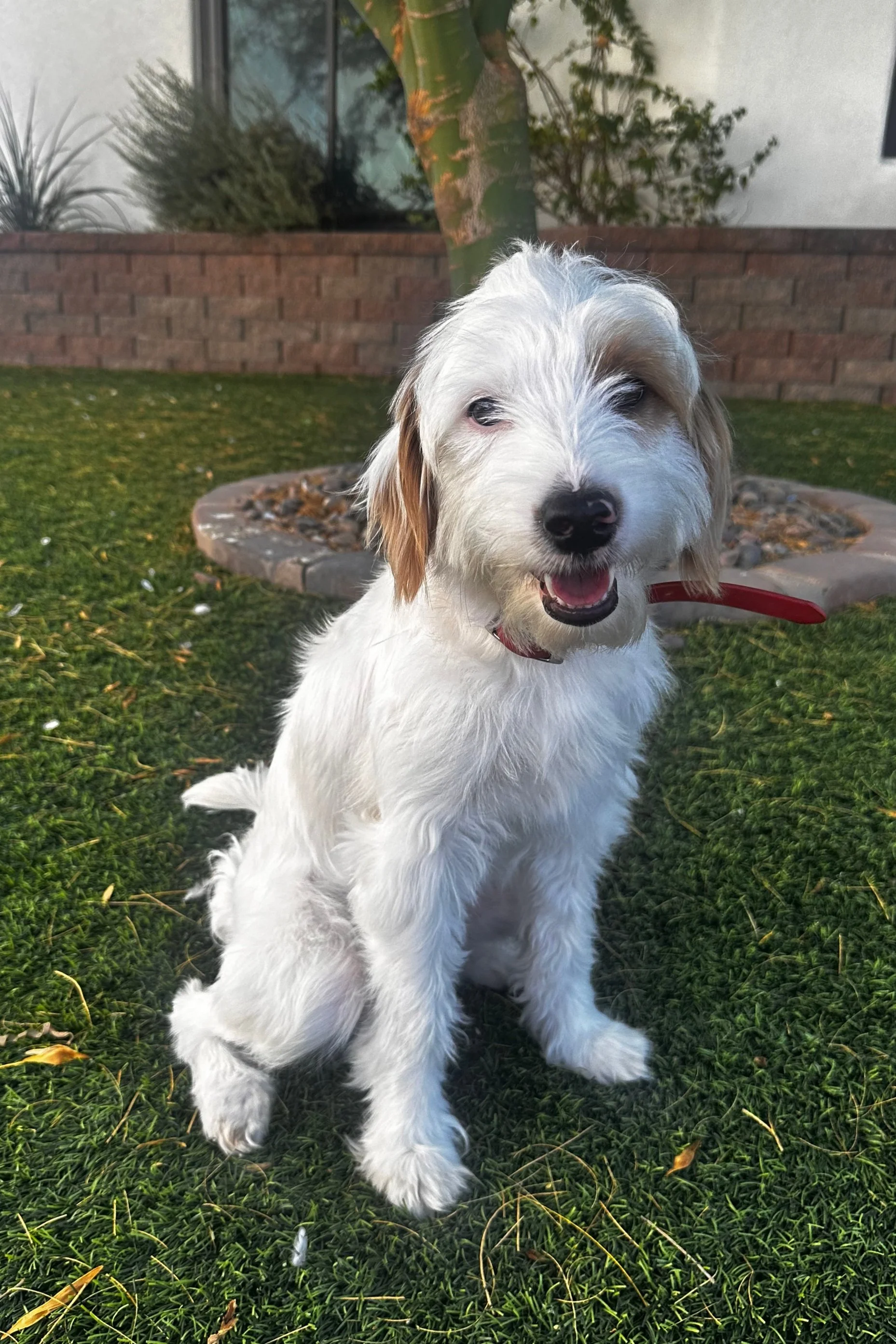 Find English Cream Goldendoodle Puppies in California for Adoption