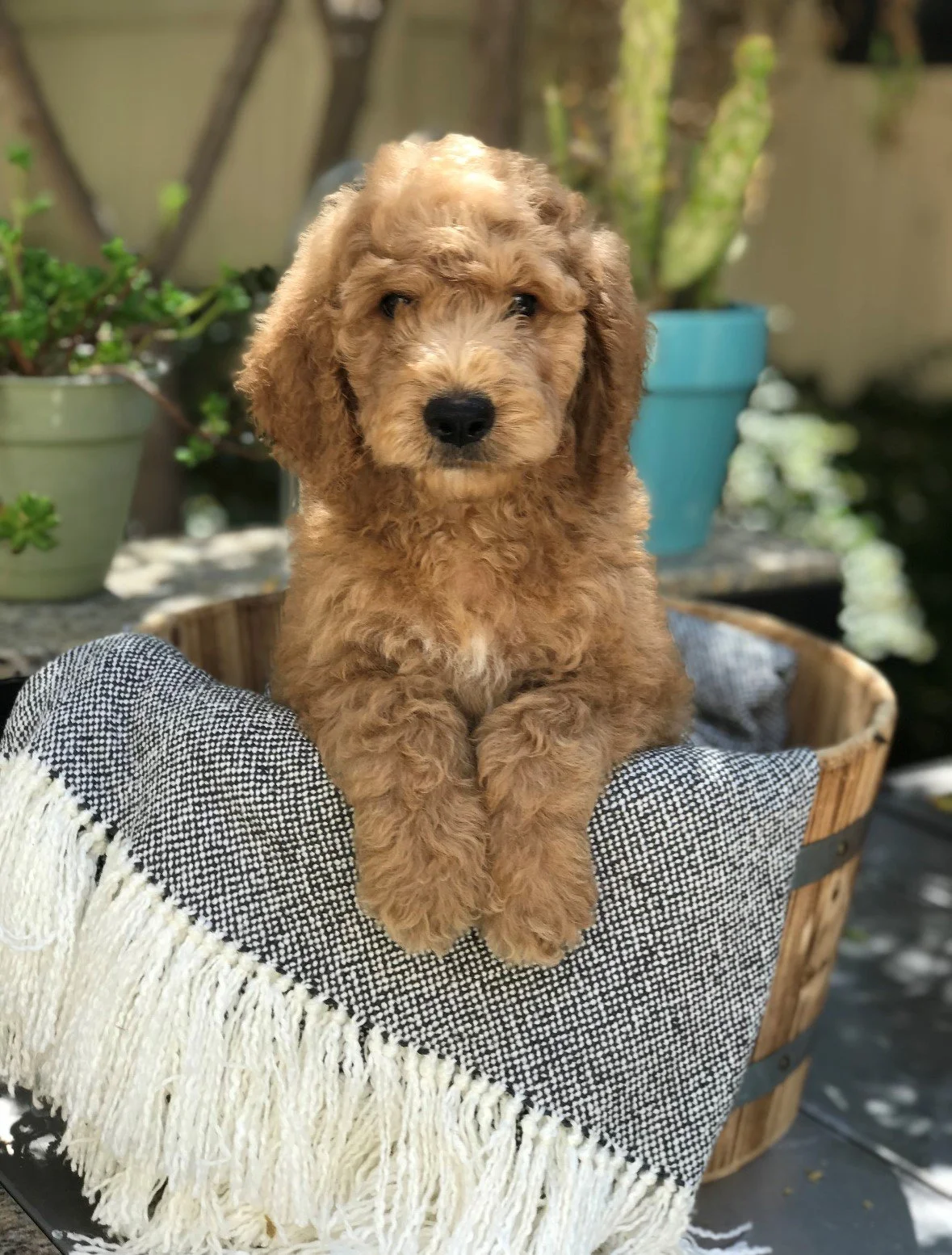 Proper Doodle Coat Care: Tips from a Breeder — Windsong Doodles