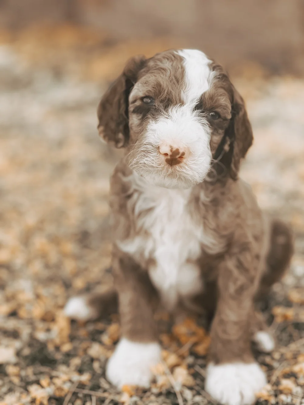 The Best Goldendoodle Breeders in California For A Loving Companion
