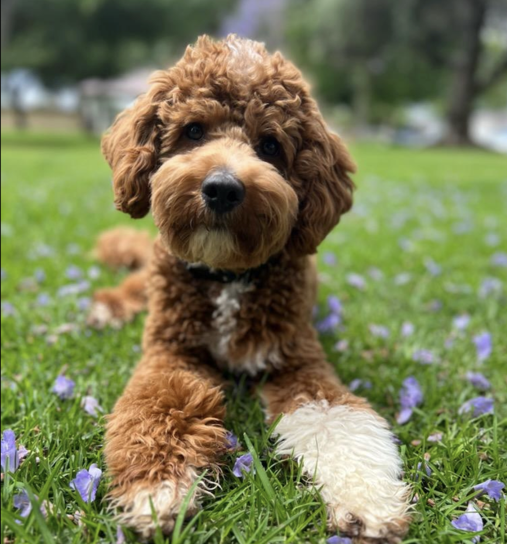 A Guide To Grooming Your Doodle — Windsong Doodles