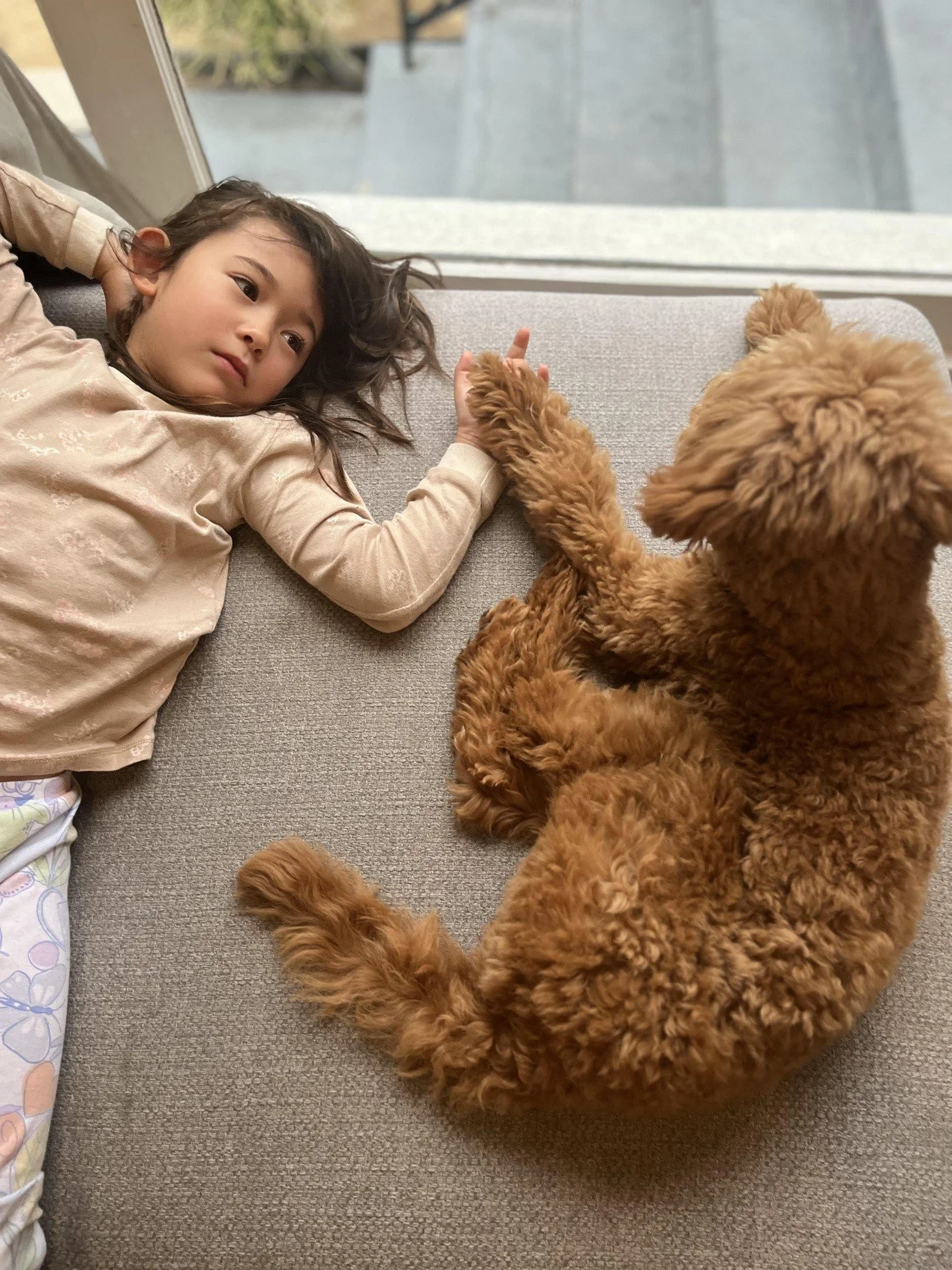 Choosing the Right Dog as an Emotional Support Companion — Windsong Doodles