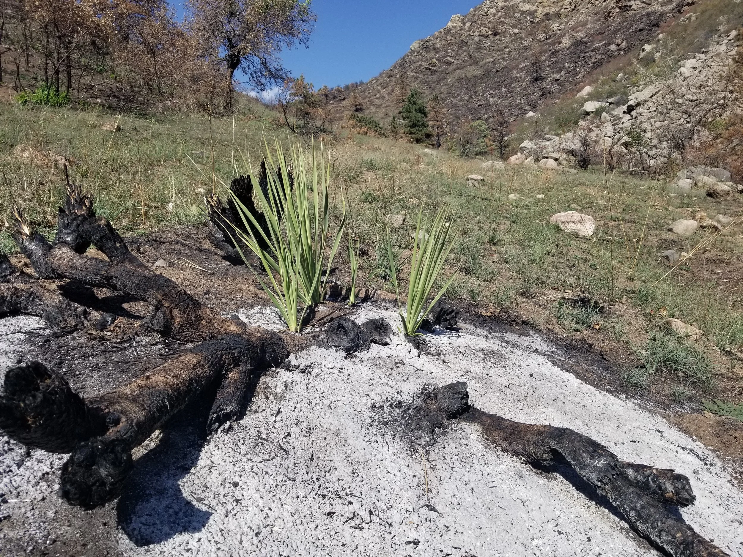 Alexander Mountain Fire Recovery - December, 2024 — Wild Nature Media
