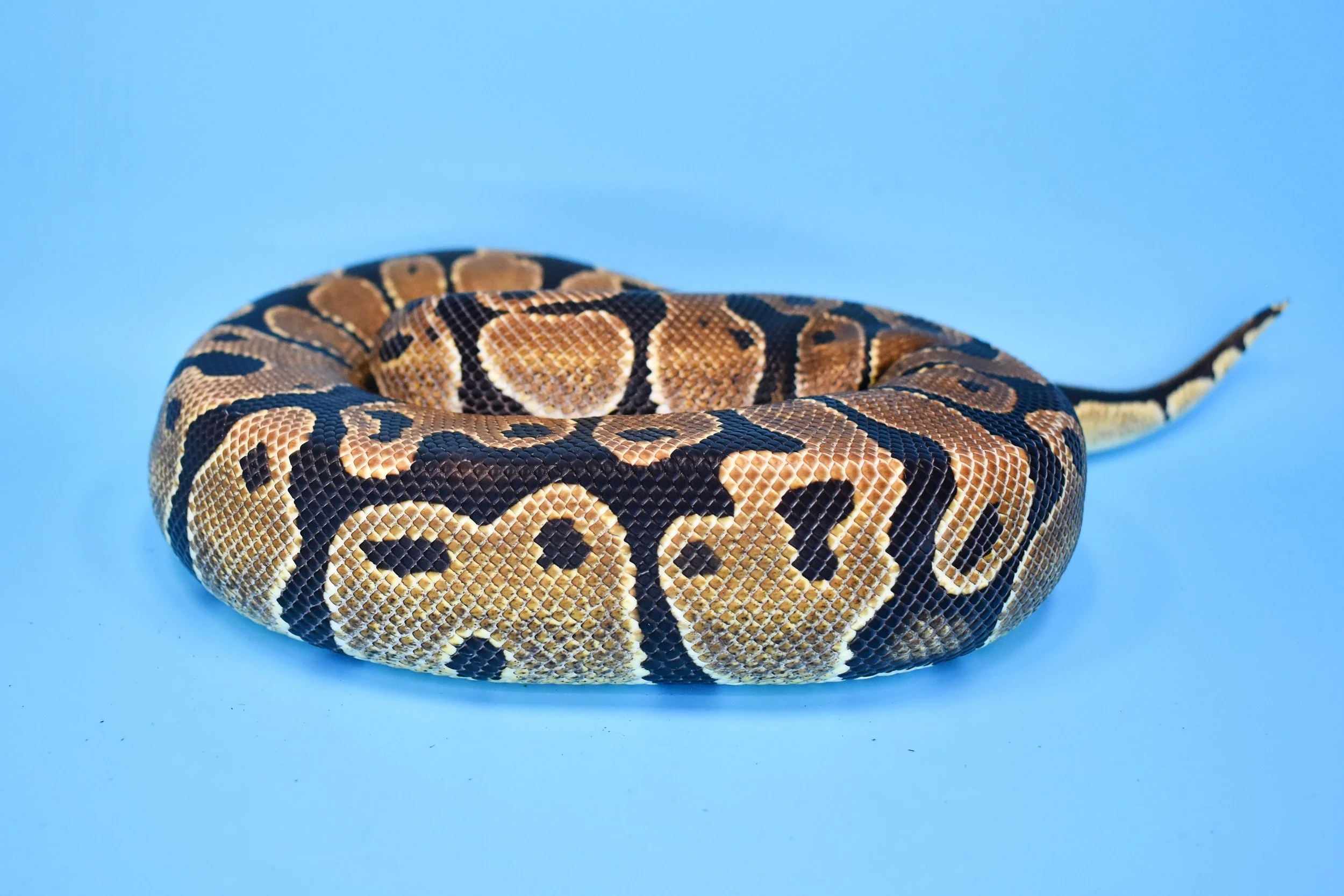 Shop | Rhac N Roll | Reptiles for Sale: Gargoyle, Crested Geckos & Ball ...