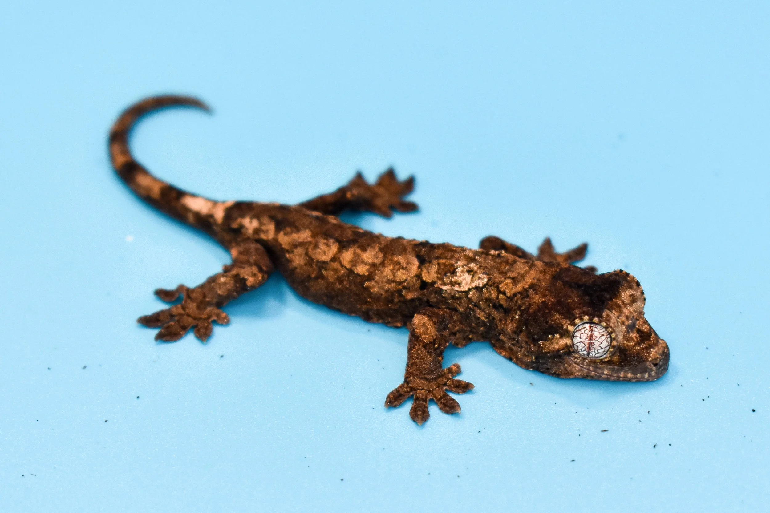 Rhac N Roll | Reptiles for Sale: Gargoyle, Crested Geckos & Ball Pythons