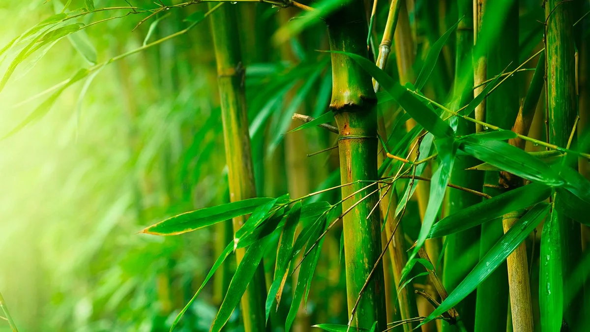About Us — Beyond Bamboo Global