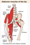 Adductor Muscles: Function, Importance, and How to Strengthen Them ...
