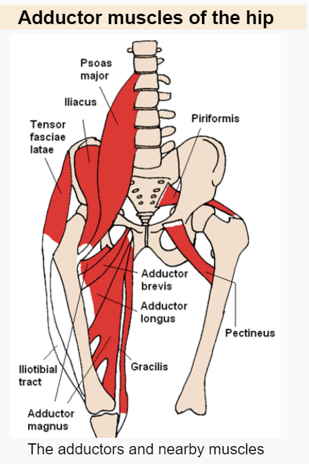 Adductor Muscles: Function, Importance, and How to Strengthen Them ...