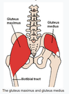 Glute Muscles: Functions, Importance, and How to Strengthen Them ...